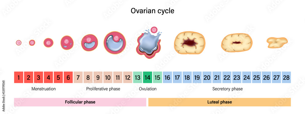 Ovarian Cycle Menstrual Cycle Menstrual Proliferative Ovulation And
