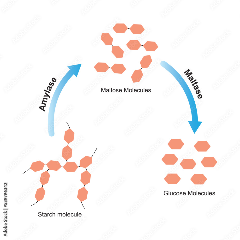 Scientific Designing Of Starch Digestion Carbohydrase Enzyme Effect On Scientific Designing Of Starch Digestion Carbohydrase Enzyme Effect On