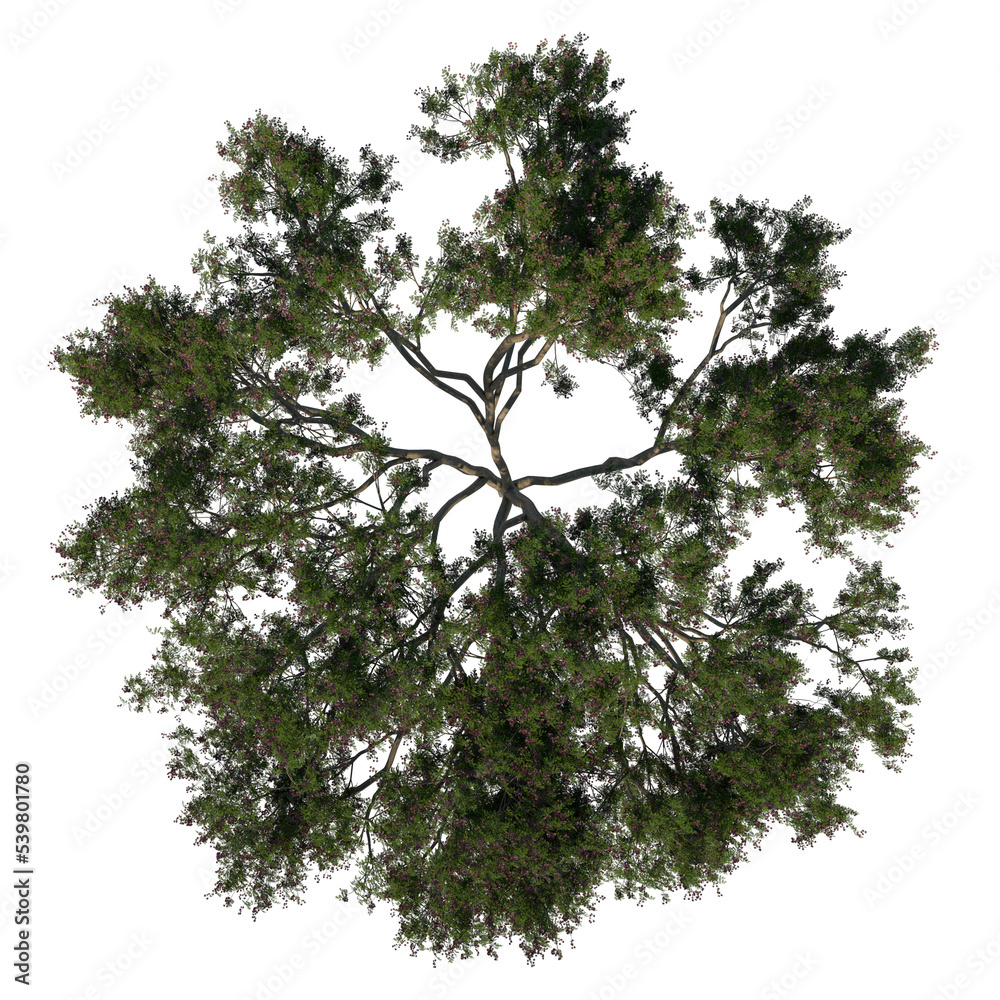 Top view tree (Rain Tree Albizia Saman 2) png Photos | Adobe Stock