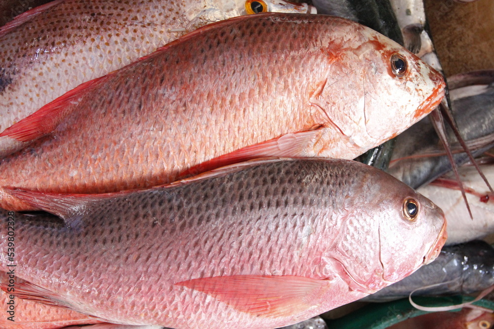 Pargo Rojo en el Pacifico Colombiano Stock Photo | Adobe Stock