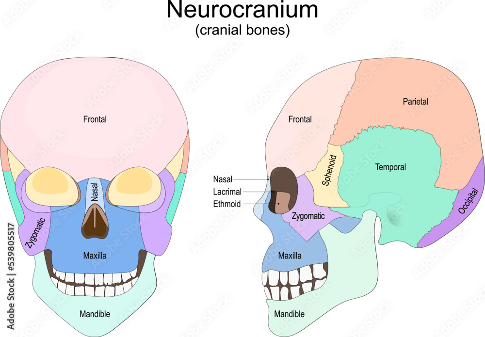 Human skull bones. Neurocranium. cranial bones Stock ベクター | Adobe Stock
