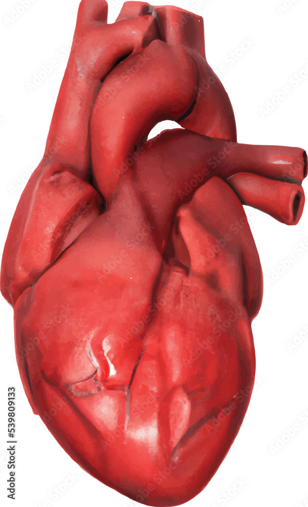Healthy Actual Human Heart