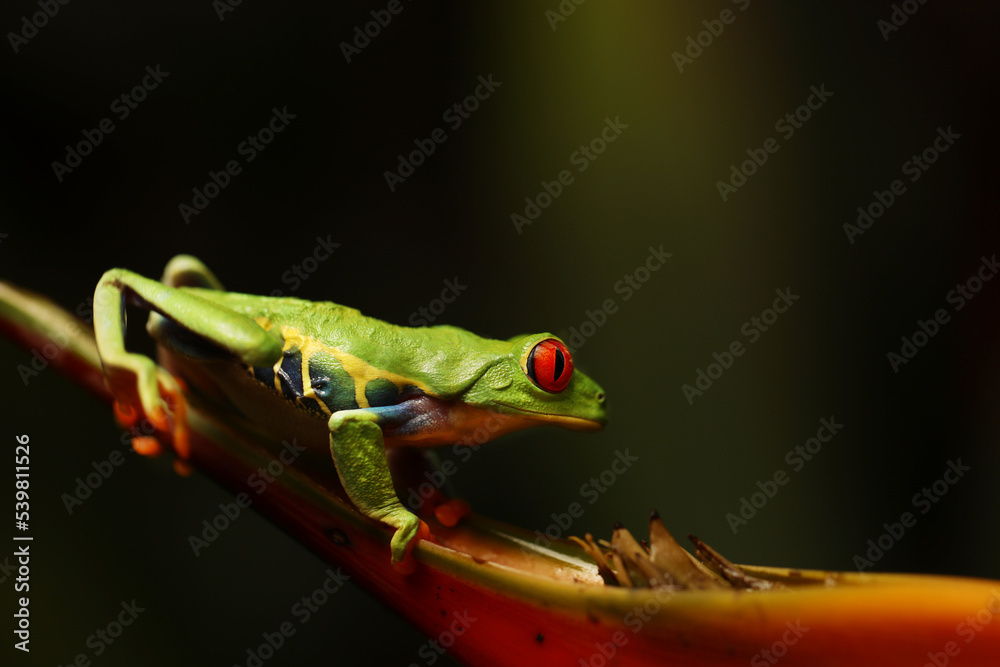 Red eyed tree frog on flower at border of Panama and Costa Rica in the ...