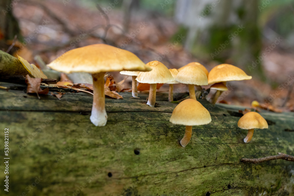 Golden Teacher Psilocybe Cubensis Magic Mushrooms Stock Photo | Adobe Stock