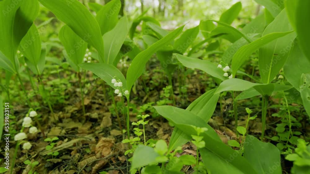 Beautiful spring flowers. May bells, may lily, lily of the valley ...