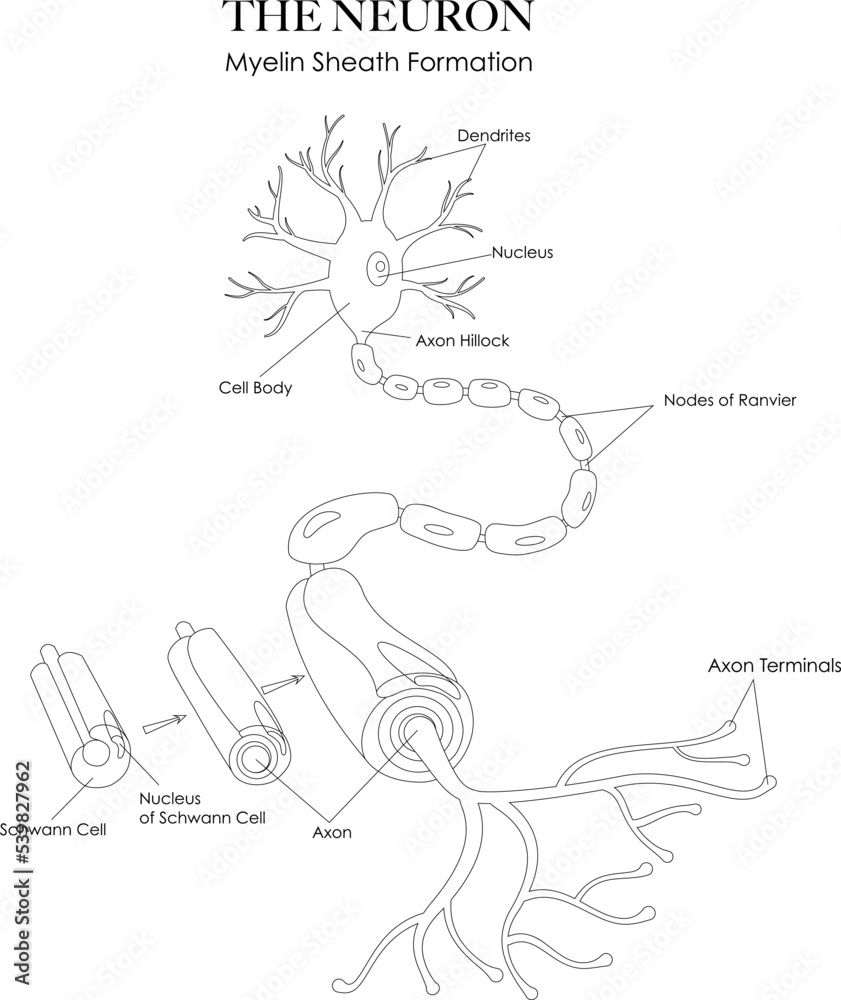 Neuron anatomy and myelin sheath formation black and white line art ...