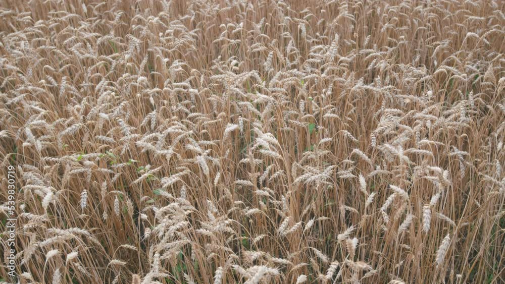 Agricultural agrarian background. Yellow golden spikes with grains of ...