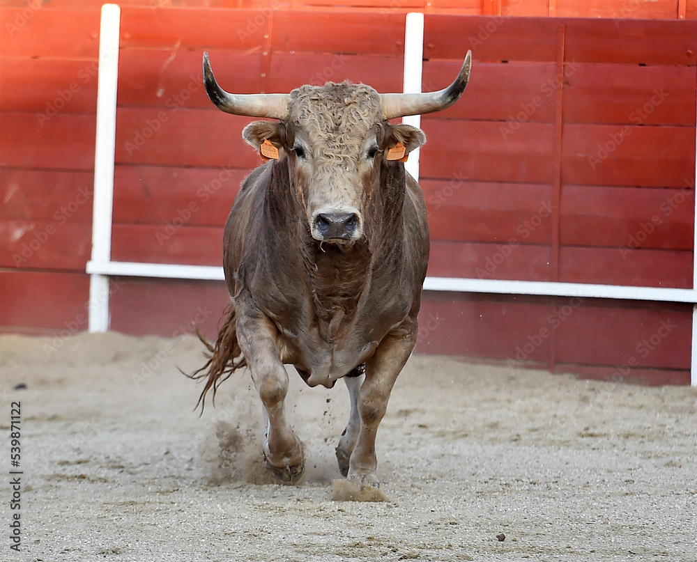 un toro bravo español en una plaza de toros durante un espectaculo de ...