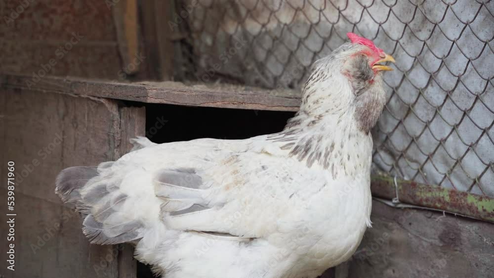 Faverolle chicken breathes through its open beak close-up. Shortness of ...
