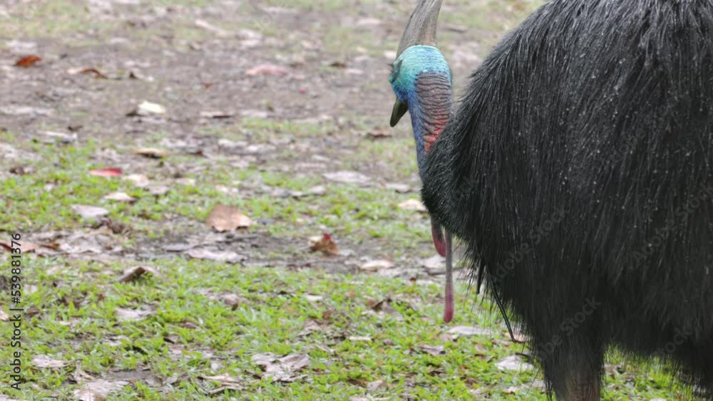 a close up rear view of a southern cassowary eating fruit at etty bay ...