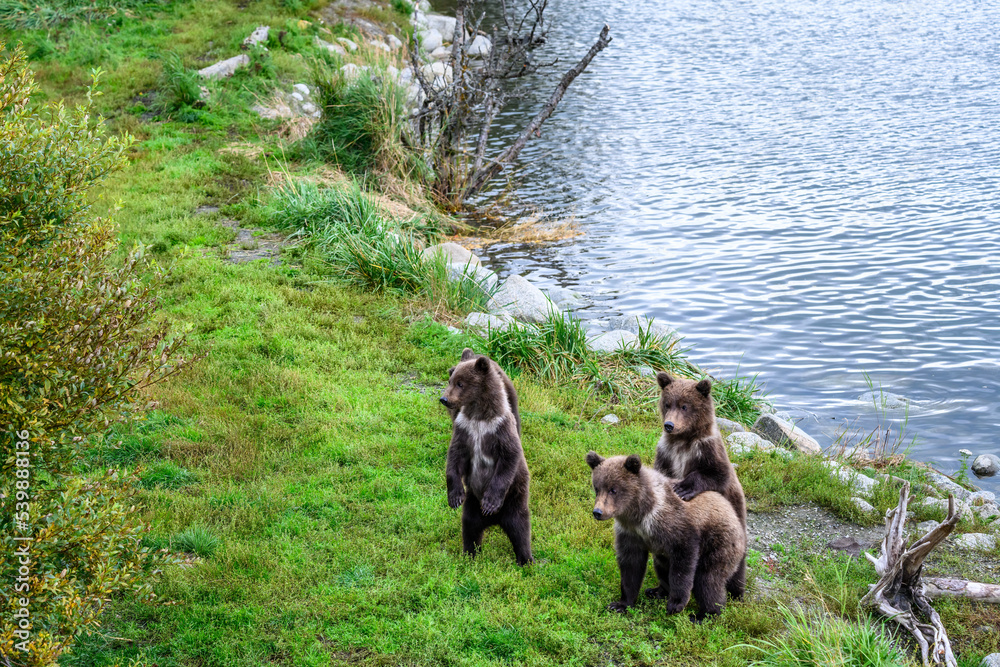 Cute little brown bear cubs with natal collars standing up alert on the ...