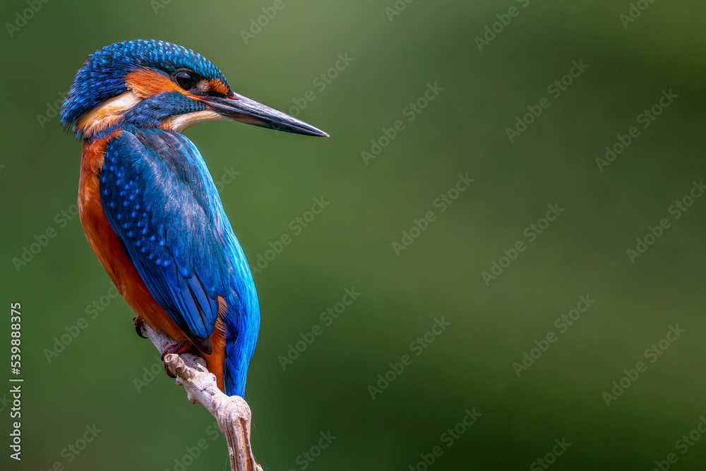 The common kingfisher (Alcedo atthis)the Eurasian kingfisher, and river ...
