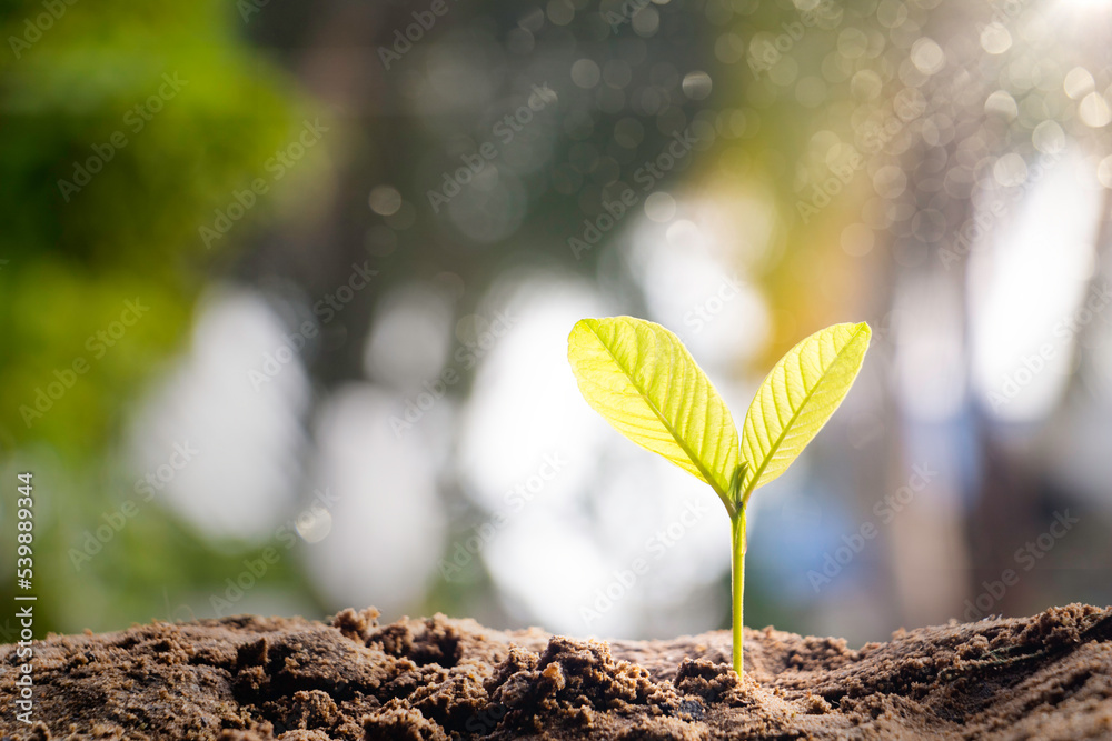 Growing plant,Young plant in the morning light on ground background ...