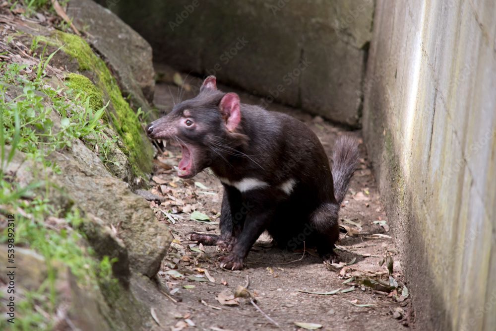 this is a side view of a Tasmanian devil with its mouth open Stock ...