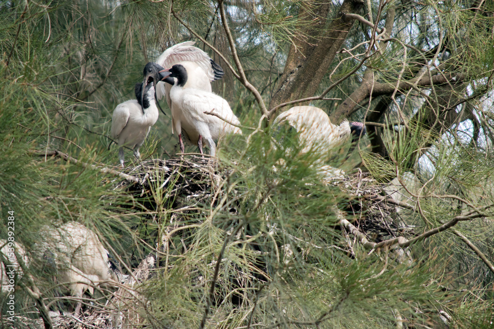 the white ibis is mainly all white with a black head and neck it is an ...