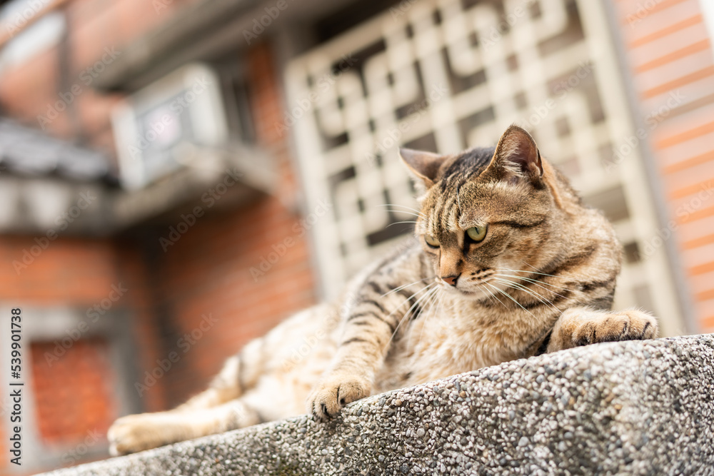 stray fat tabby cat sit on a pillar Stock Photo | Adobe Stock