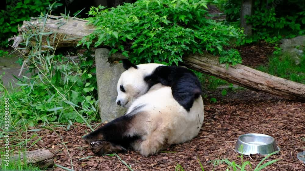 The Giant Panda Bear (Ailuropoda melanoleuca) scratching its butt ...