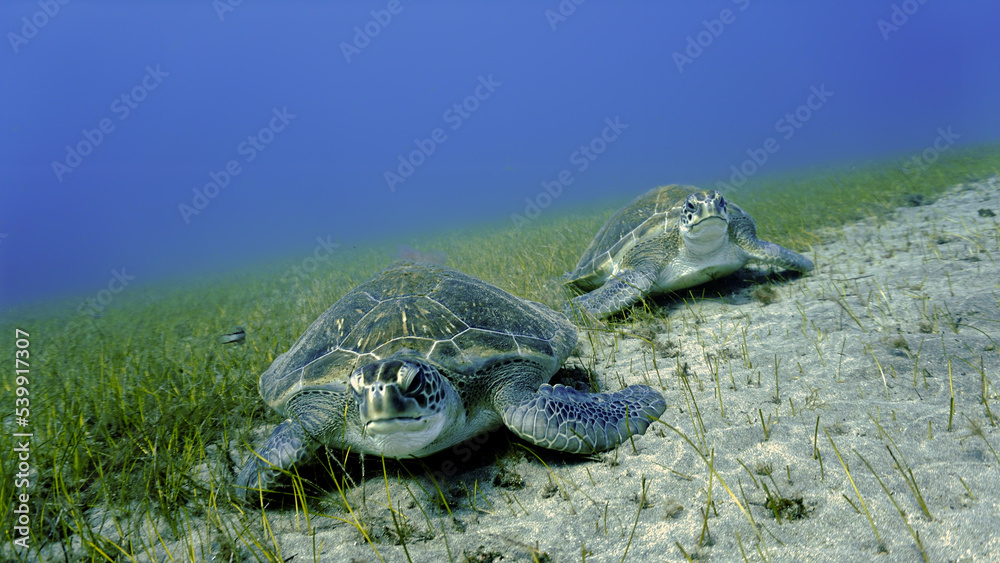 Underwater photo of two large sea turtles eating on the sea grass at ...