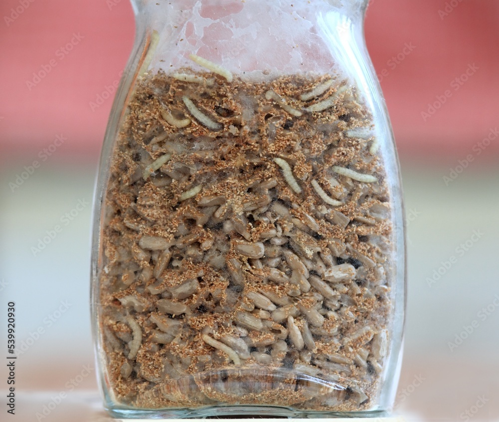 Glass with sunflower seeds full of Indianmeal moth larvae, Plodia ...