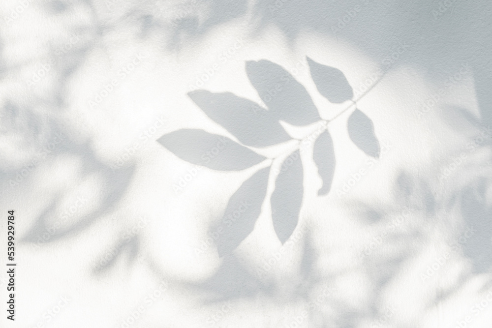 Shadow and sunshine of leaf reflection. Jungle leaves tree gray ...
