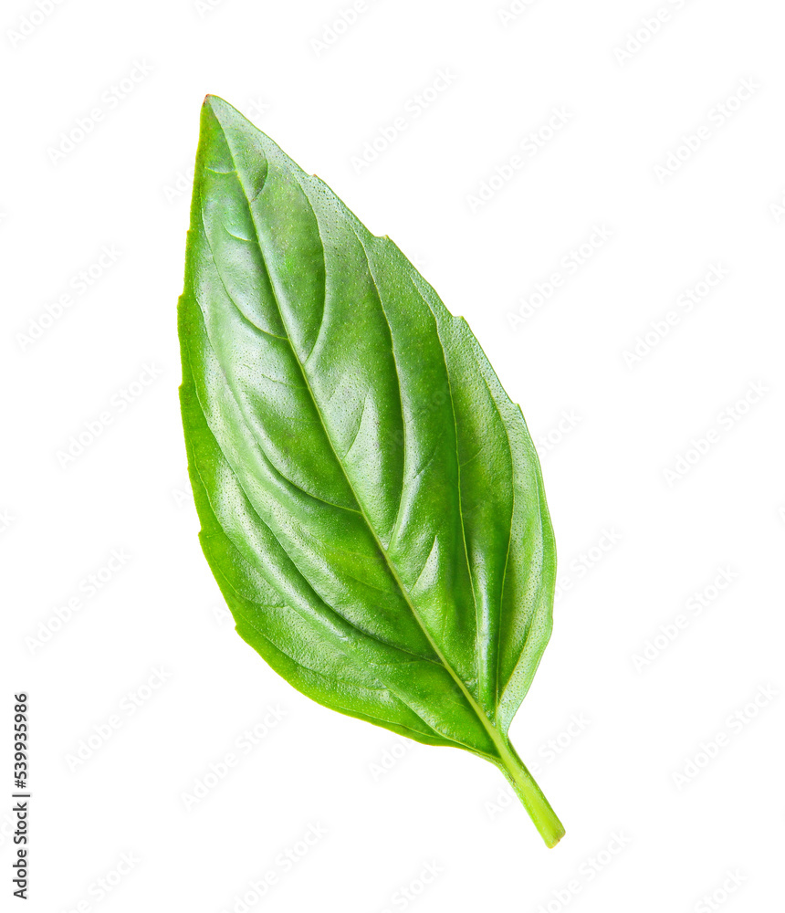 basil leaf isolated on transparent png Stock Photo | Adobe Stock