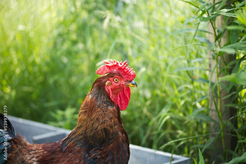 Closeup of a brown rooster with a red comb grass blurred background ...