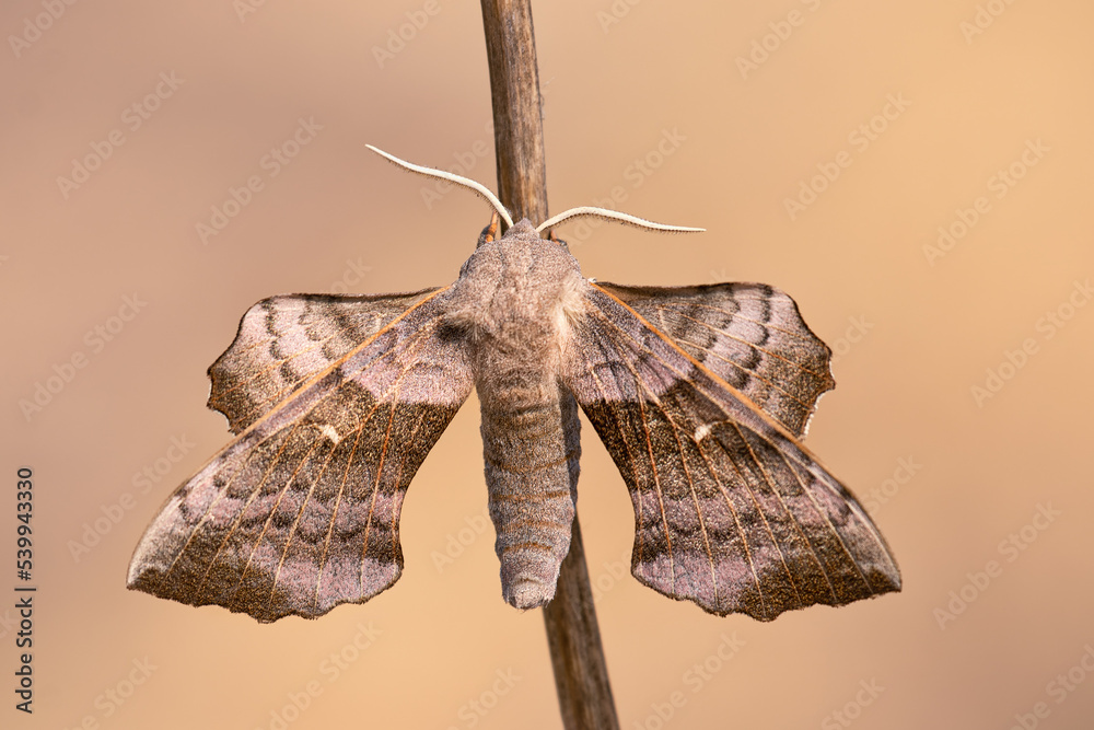 The Sphingidae are a family of moths (Lepidoptera) called sphinx moths ...