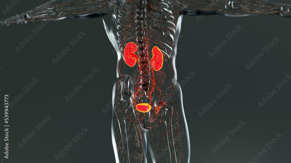 renal system, Kidneys, medically accurate male anatomy organ scan ...