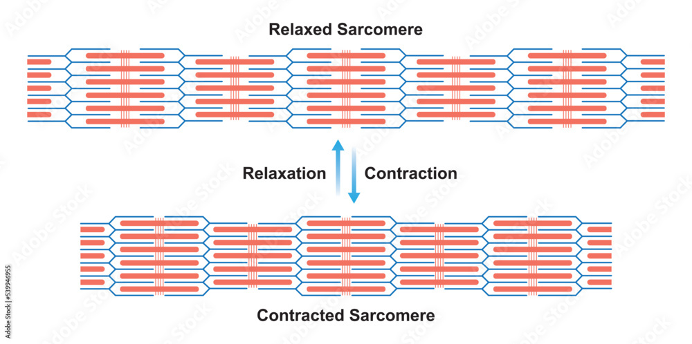 Scientific Designing of Contraction and Relaxation of Muscular ...