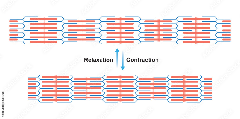 Sarcomere Contraction