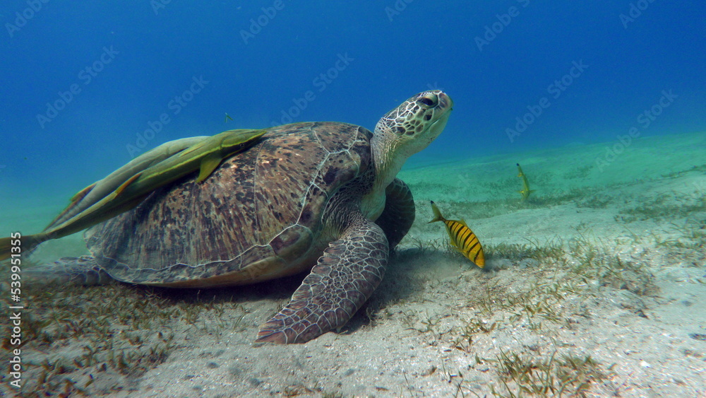 Big Green turtle on the reefs of the Red Sea. Green turtles are the ...