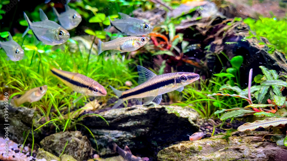 The Siamese Algae-eater (Crossocheilus siamensis) with Costae Tetra ...