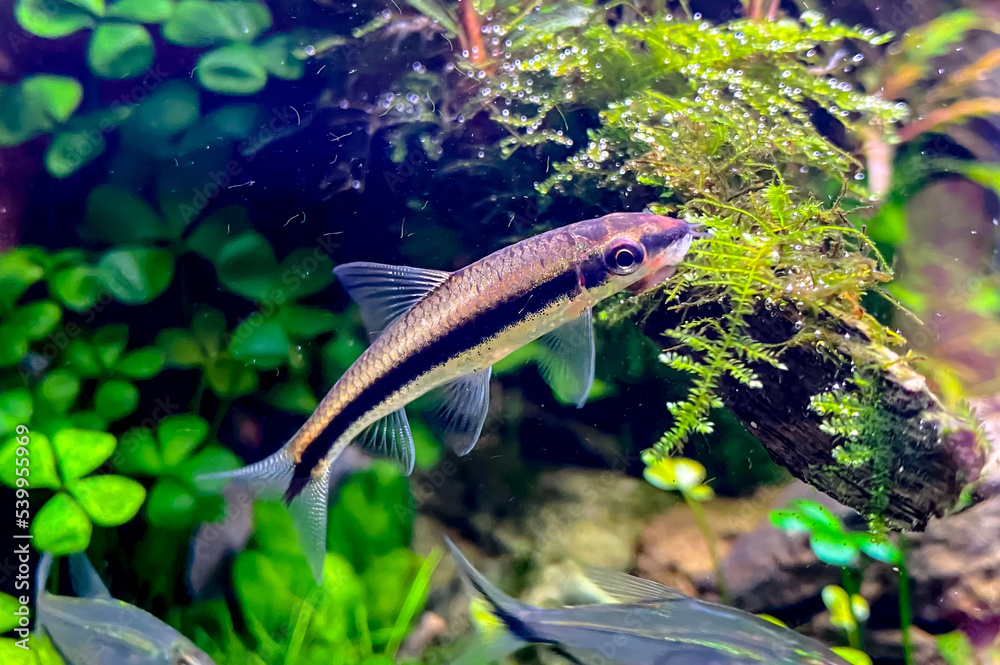 The Siamese Algae-eater (Crossocheilus siamensis) eating algae from the ...