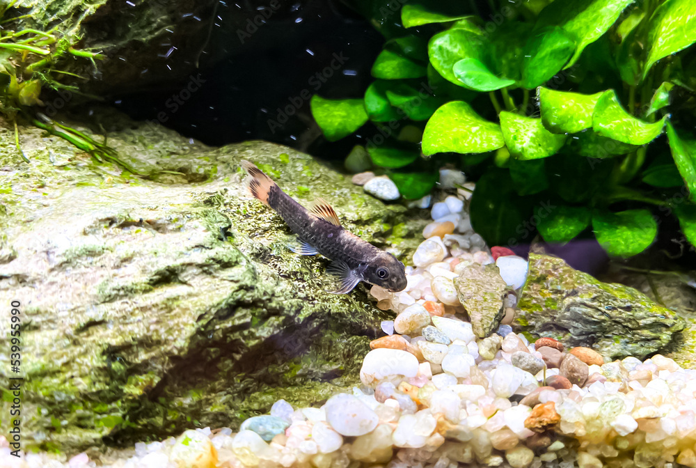 Aquarium fish Garra flavatra - Panda Garra on the stone in the green ...