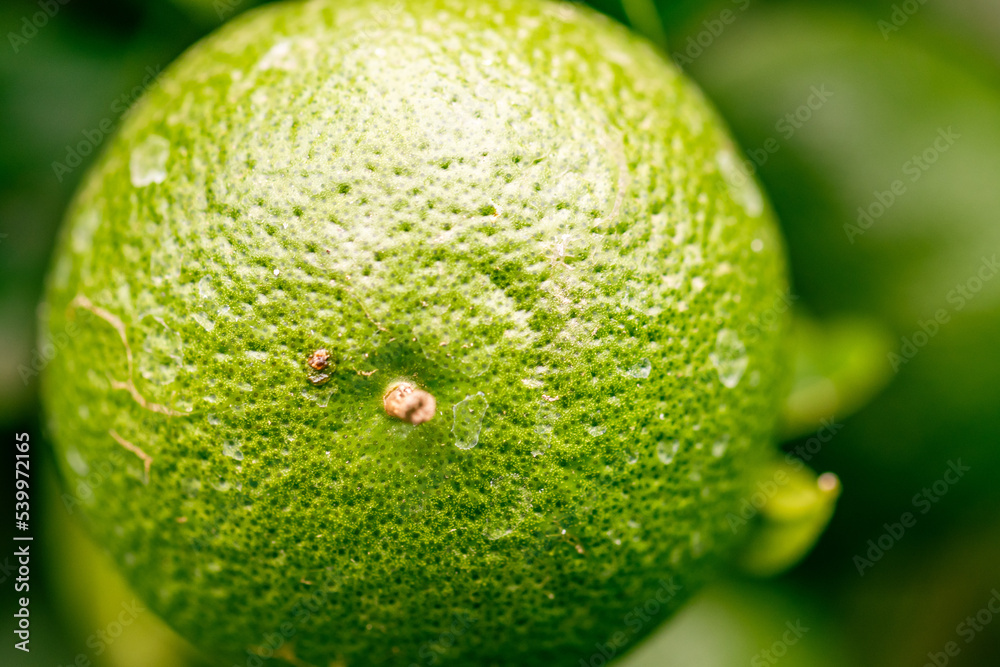 Citrus sp pertenece a la familia Rutaceae. Stock-Foto | Adobe Stock