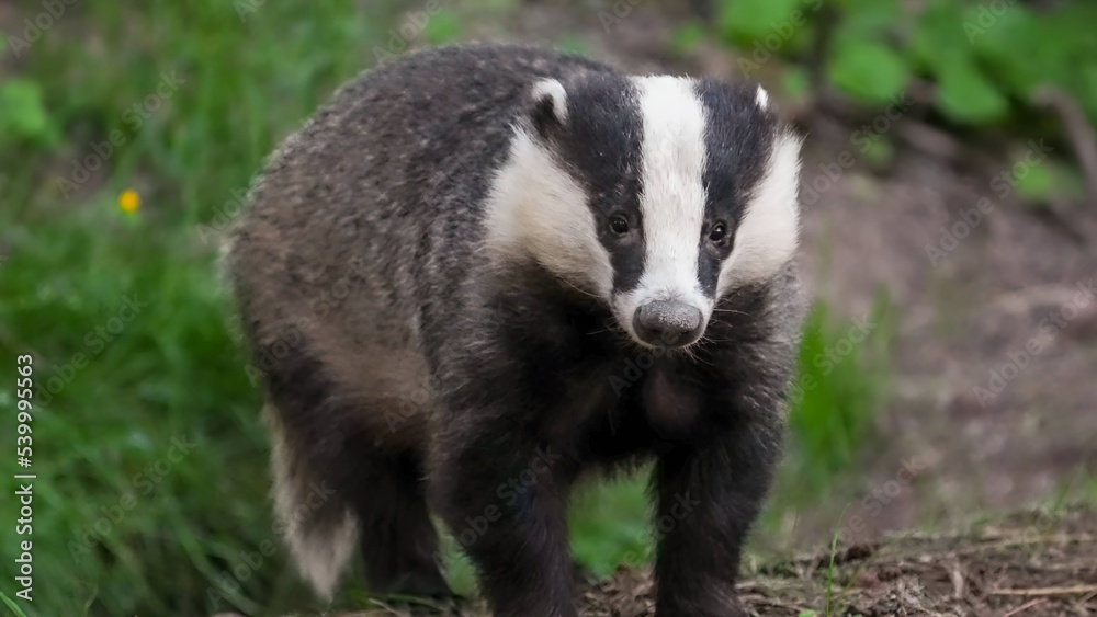 European Badger