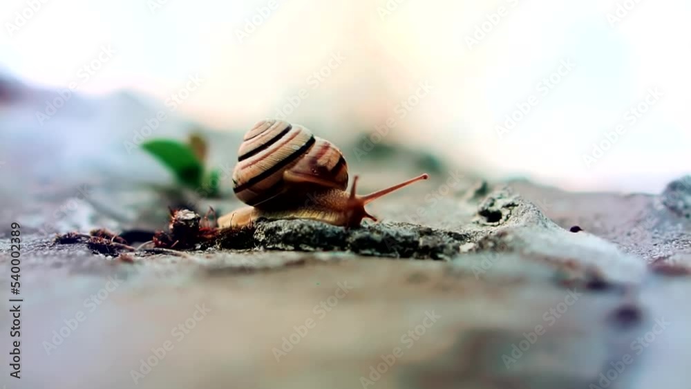 Roman Snail Crawling In Garden. Wild Nature Wildlife Gastropod ...