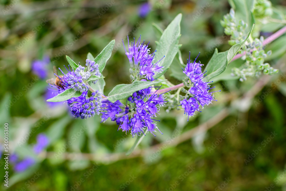 Delicate blue flowers and green leaves of Bluebeard Caryopteris x ...