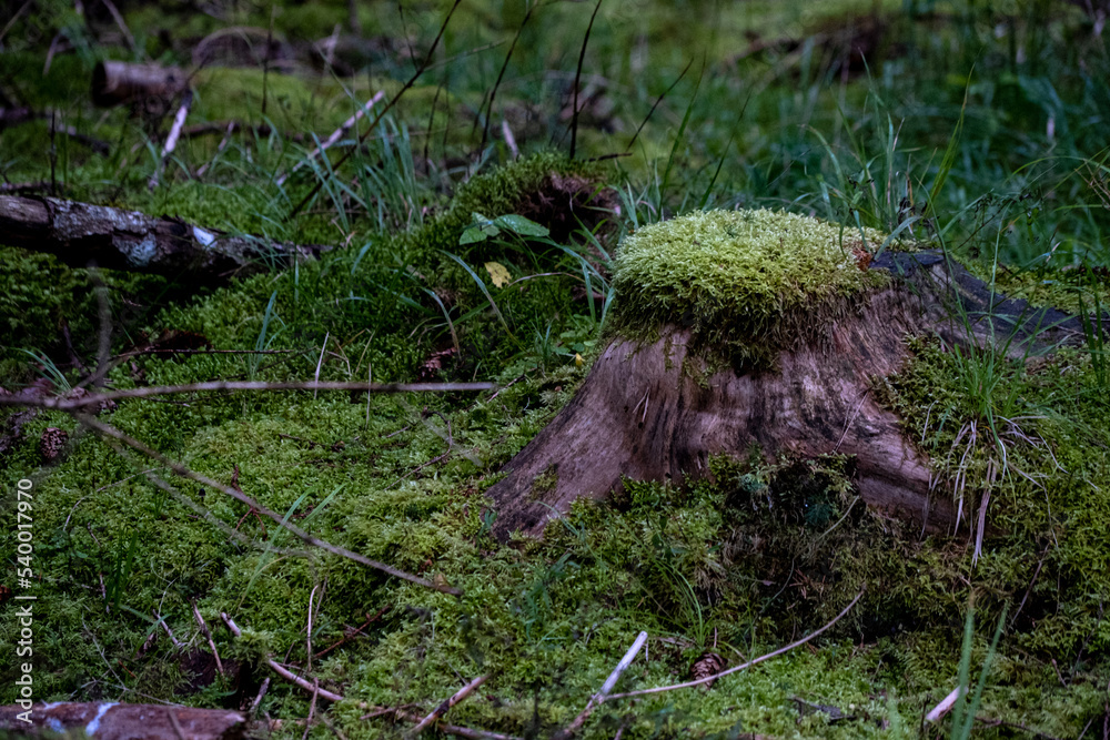 forest moss on a stump in eco-friendly forest. Biophilic design Stock ...