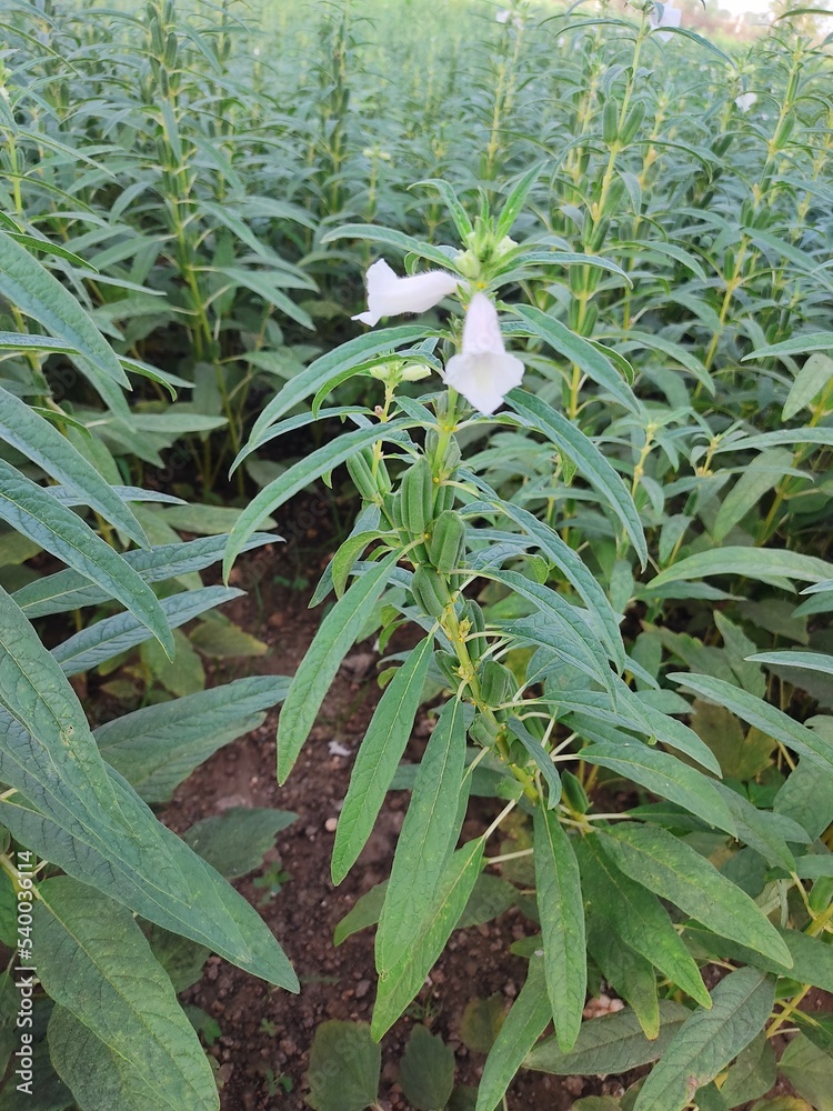 Sesame seed flower on tree in the field, Sesame a tall annual ...