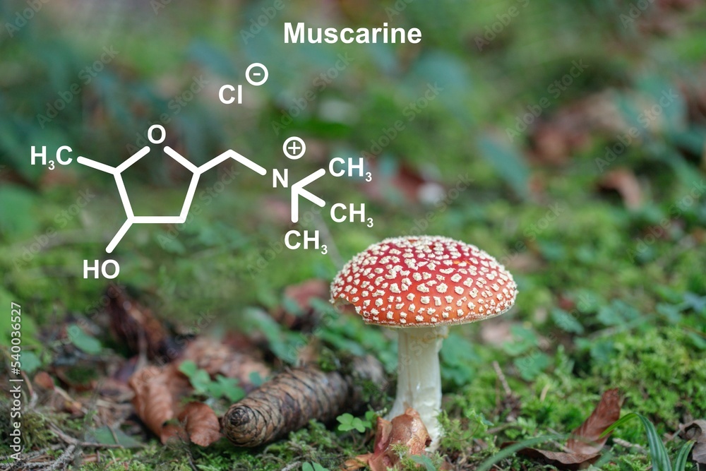 Fly agaric (Amanita muscaria) and structural formula of muscarine ...