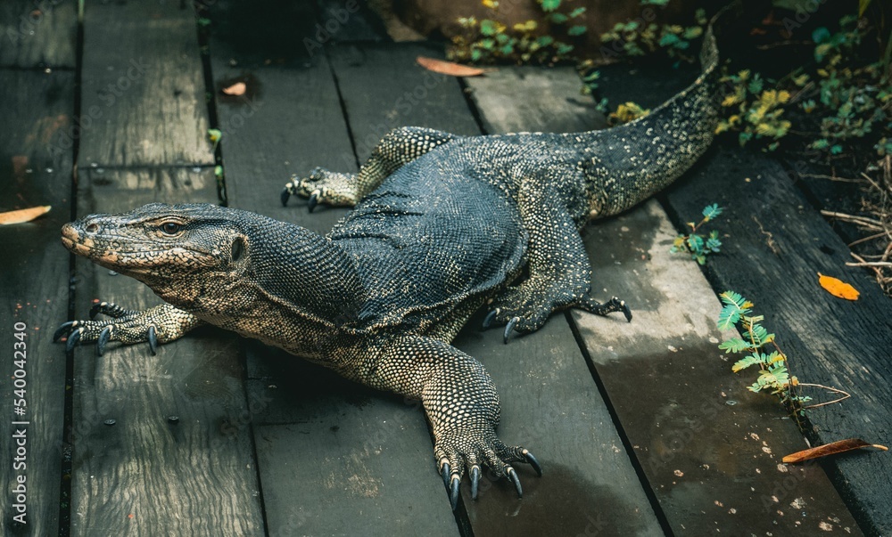 Asian water monitor lizard, Varanus Salvator on a block of wood at the ...
