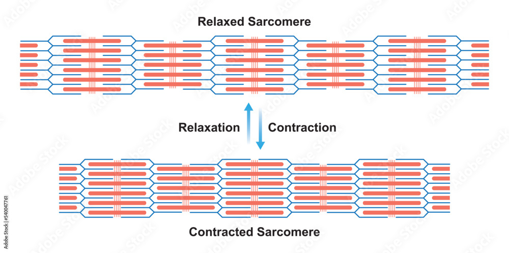 Scientific Designing of Sarcomere. Structural and Functional Unity of ...