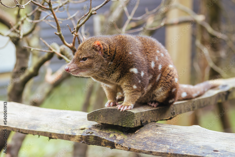 Spotted Tail Quoll in Tasmania Australia Stock Photo | Adobe Stock