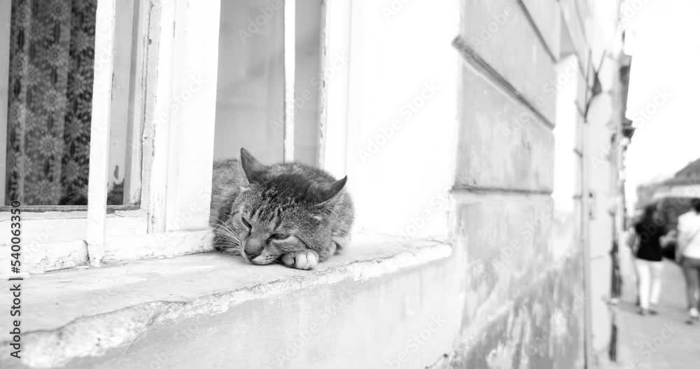 Zoom out from cute cat sleeping on the open window in city center of ...