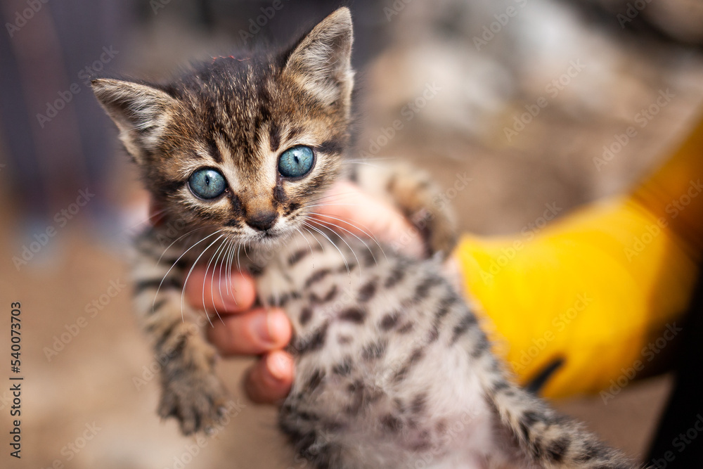 Blue-eyed Baby cat in hand. Front view of a kitten with a brown feather ...