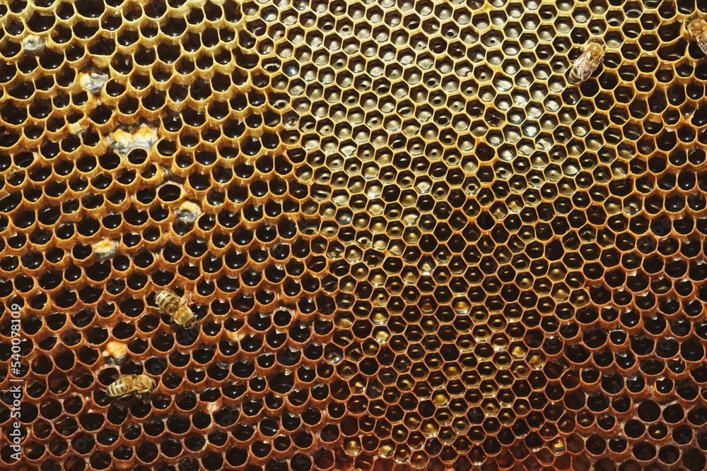 Close up shot of Honeycomb background texture with some bees and baby ...