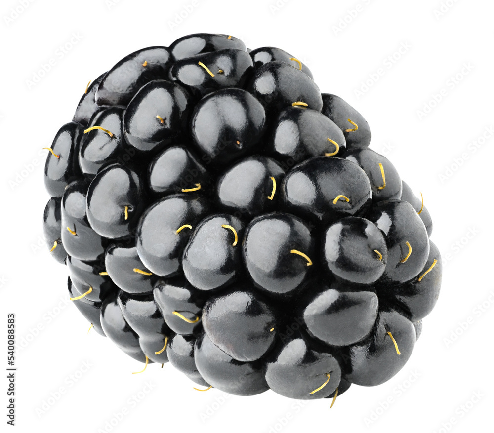 One Blackberry Fruit