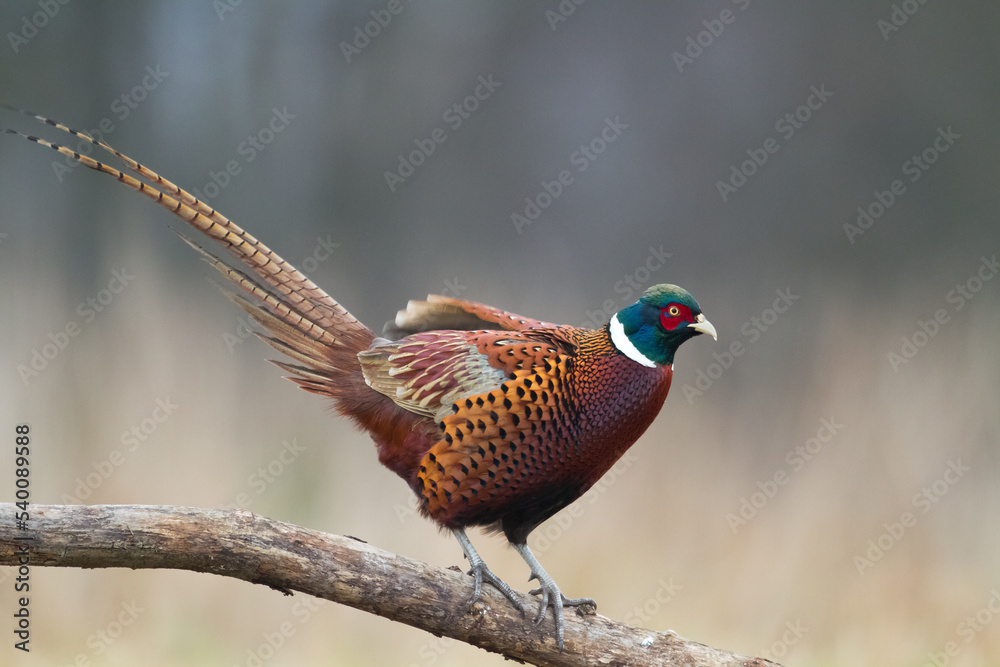 Common pheasant Phasianus colchius Ring-necked pheasant in natural ...
