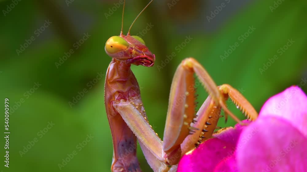 Predator preys on insects. The European mantis (Mantis religiosa) is a ...